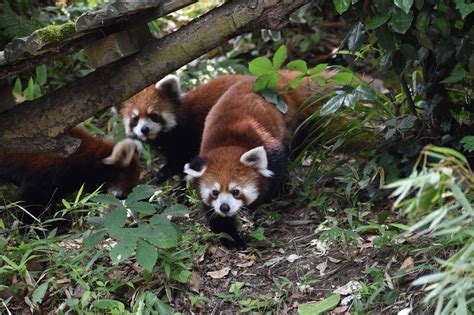 レッサーパンダすくすく成長日記 大展示場デビュー！ 飼育日誌｜ブログよこはま動物園ズーラシア公式サイト｜公益財団法人 横浜市緑の協会