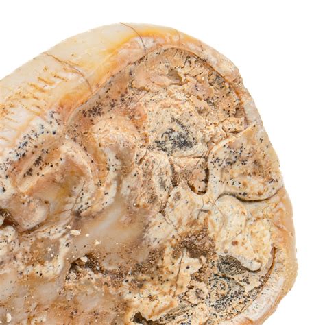 Cave Bear Tooth Sold 1 49 Molar