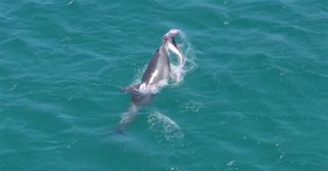 아가 일어나 죽은 새끼 못 떠나는 어미 돌고래 또 포착