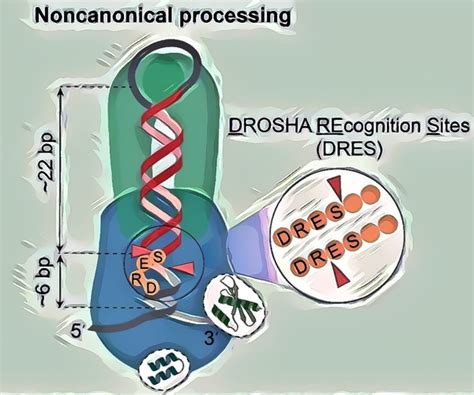 香港科技大学研究人员研究mirna生物起源 揭开长久以来非经典切割机制的谜团 知乎