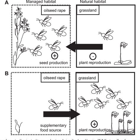 figure 1 from spillover of functionally important organisms between managed and natural habitats