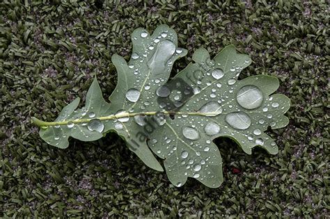 Azuolo Lapas Logo Žvalgo Mokinys Ąžuolo Lapas John Flanagan