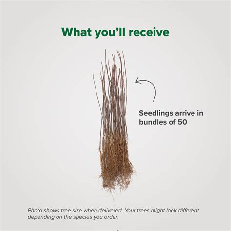 Buy Affordable Persimmon Seedlings At Our Online Nursery Arbor Day