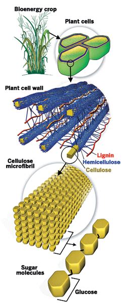 Lignocellulose Complex Biomaterial