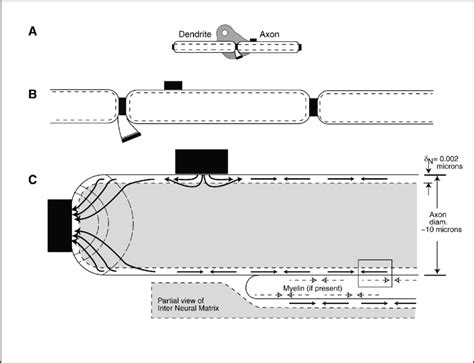 35 3 The Geometry And Electrostatics Of The Initial Axon Segment Of A