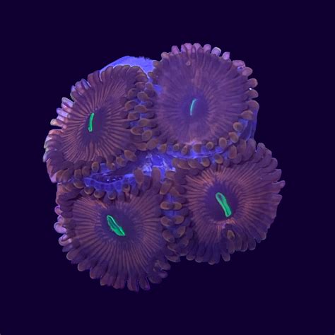 Red People Eater Zoa Thecoralcentre