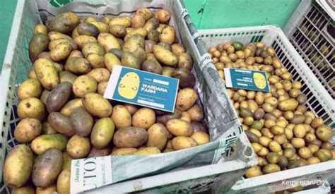 Kementan Dorong Regenerasi Petani Milenial Dengan Peningkatan
