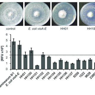Multilocus Sequence Alignment MLSA Tree For Multi Locus Sequence Download Scientific Diagram