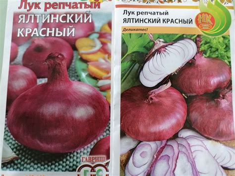Ялтинский лук в Сибири, как буду выращивать | уДачный проект | Дзен