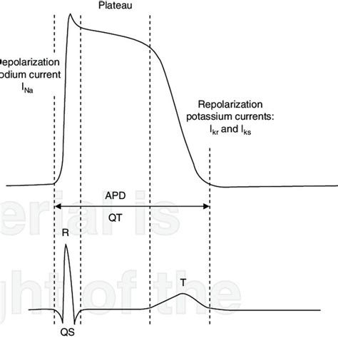 Action Potential Top Trace And Electrocardiogram Ecg In Bottom