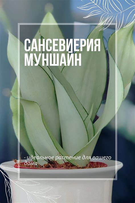 Сансевиерия Муншайн идеальное растение для вашего дома в 2025 г Растения Идеи посадки