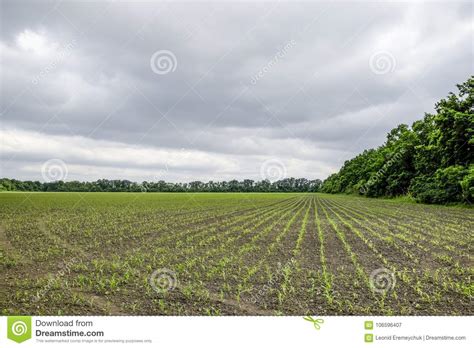 Cornfield Small Corn Sprouts Field Landscape Cloudy Sky And Stalks Of Corn On The Field