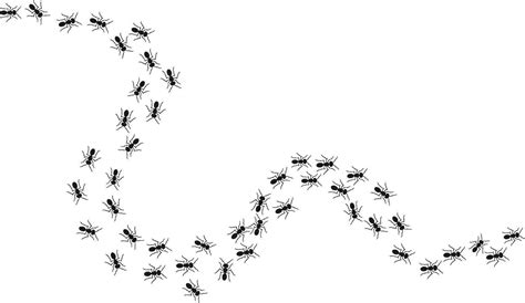 A Path Of Ants Running Up View From Above Ant Vector Trail 35866418