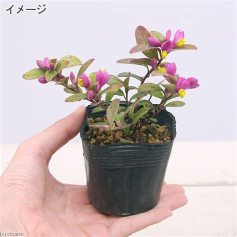 dショッピング 山野草トキワヒメハギ常盤姫萩3号1ポット カテゴリ観葉植物の販売できる商品 チャーム