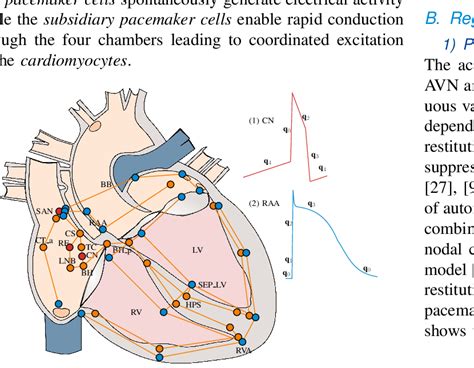 Abstracted Heart Model The Colored Nodes Indicate Tissue Regions With