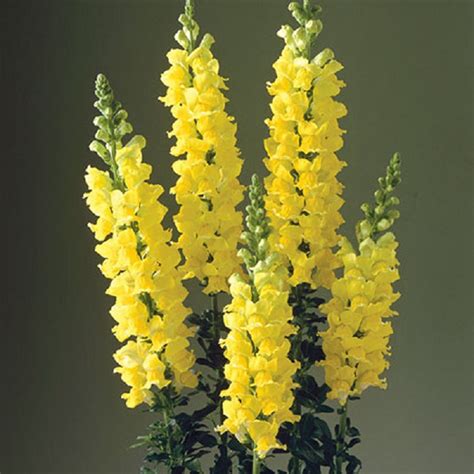 Snapdragon Seeds Snapdragon Legend Yellow Cut Flower Seeds