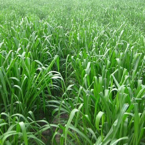 Panicum Maximum