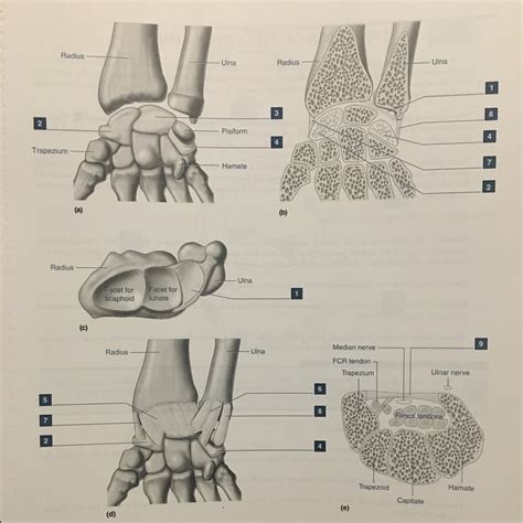 Wrist Joint I Diagram Quizlet