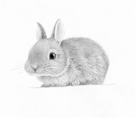 Realistic Bunny Drawing At Explore Collection Of