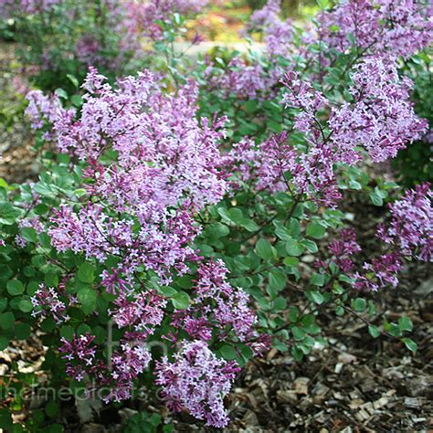 Syringa Red Pixie Lilac Information Pictures And Cultivation Tips
