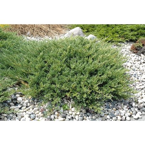 Blue Pacific Juniper Live Plant 6 12 In Height In A 3 Container