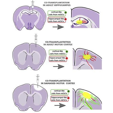 Neurons Generated By Mouse Escs With Hippocampal Or Cortical Identity