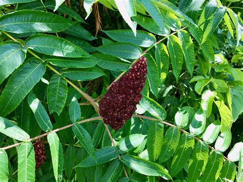 Virginia Sumac Plant Free Photo On Pixabay Pixabay