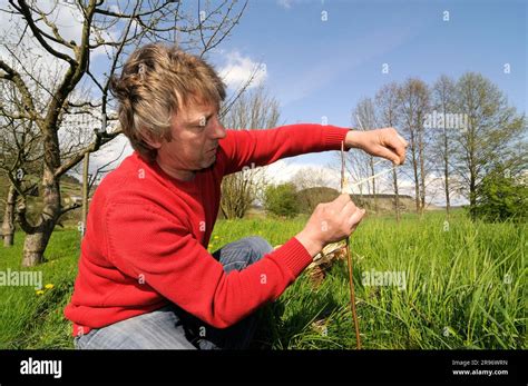 Man Grafting Fruit Tree Grafting Fruit Tree Fruit Tree Grafting Stock