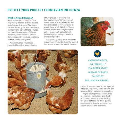 Keep Your Birds And Chickens Safe From The Avian Influenza Agway Of