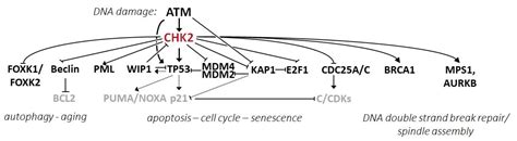 Chek2 Germline Variants In Cancer Predisposition Stalemate Rather Than