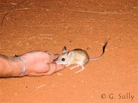 Spinifex Hopping Mouse Ausemade