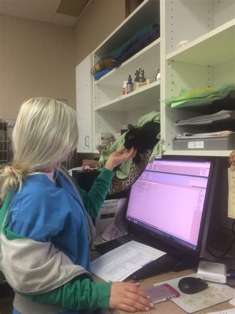 Pharmacy Tech Deanas New Cat Moon Is At Natural Pet Animal Hospital