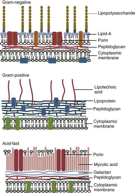 Innate Immunity The Recognition Of Invaders Veterian Key