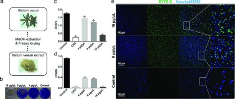 Illicium Verum Extract Exhibits Antimicrobial Activity Against S