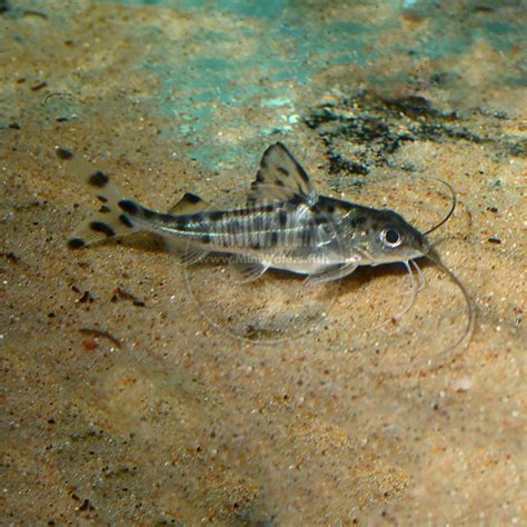 Corydoras Sp C123 Yellow Cory Catfish Shop Miniwatersfish
