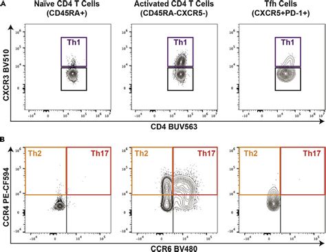 Evaluation Of Cd4 T Cell Functional Polarization The Initial Analysis