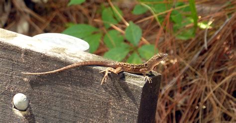 Sicb 2020 Brown And Green Anoles Have Similar Activity Levels Across