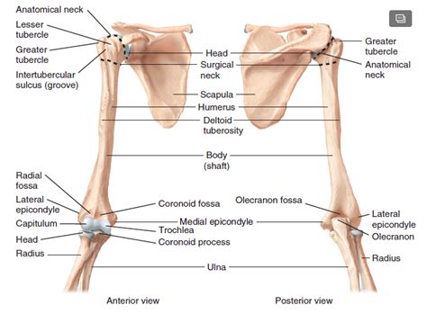 Difference Between Right And Left Humerus