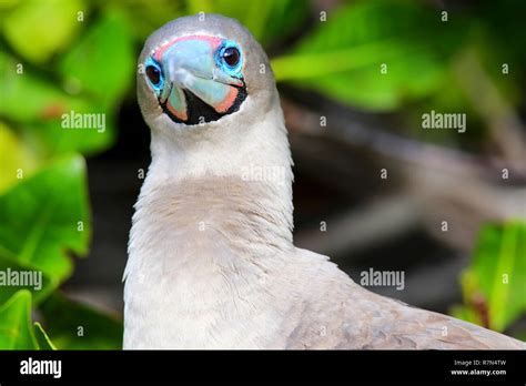 Portrait Of Red Footed Booby Sula Sula On Genovesa Island Galapagos