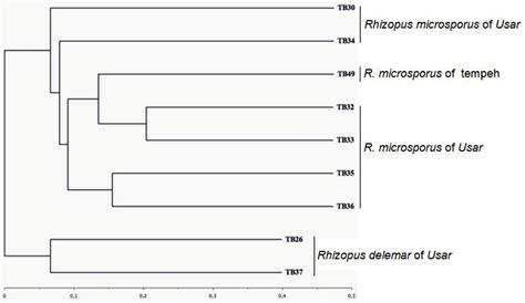 Upgma Dendrogram Of Rhizopus Strains Isolated From Usar And Tempeh