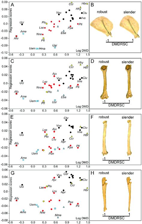 multivariate regression between shape and dmd in the carnivoran