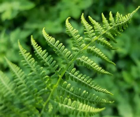 How To Grow Java Fern Fast Our Aquariums