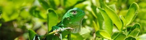 Versatile Synonyms And Meaning Positive Thesaurus