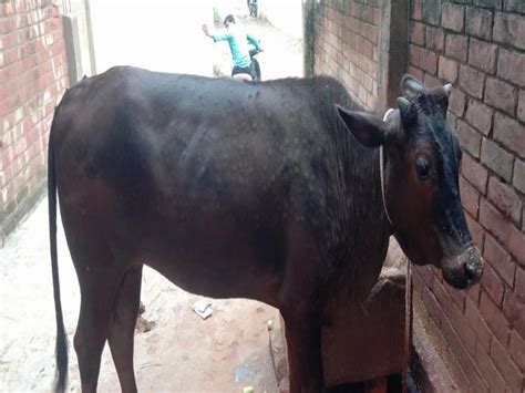 Alert Regarding Lumpy Skin Disease In Varanasi 63 Thousand Vaccines