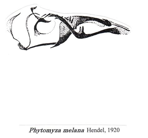 Phytomyza Melana Agromyzidae