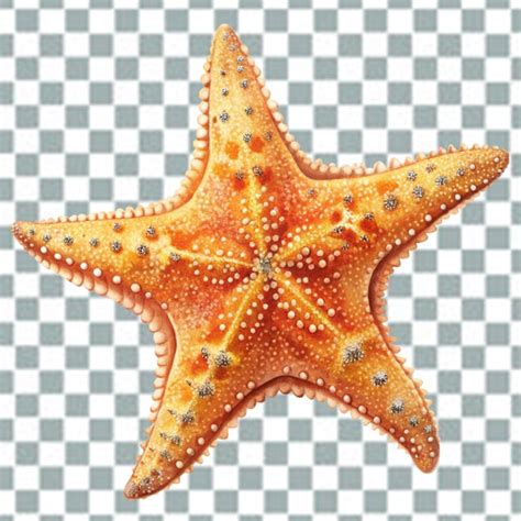 Page 5 Starfish Outline Png Psd 3000 High Quality Free Psd