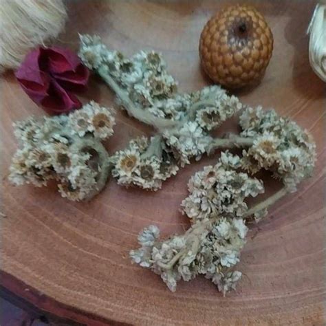 Jual Bunga Edelweiss Potongan Shopee Indonesia