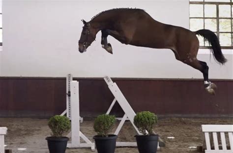 Sh Chalow Jmen Haras Santa Helena