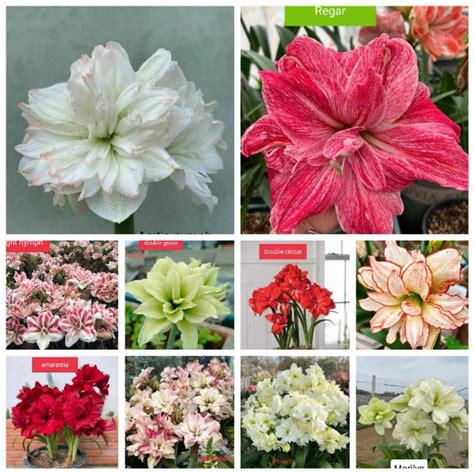 Lan Huệ Tây Củ Giống Shopee Việt Nam