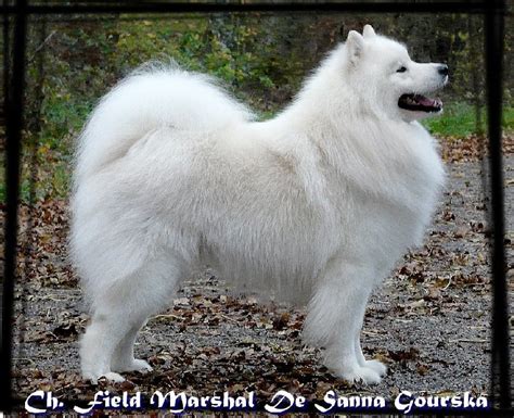 Chien Samoy De Ch Field Marshal De Sanna Gourska